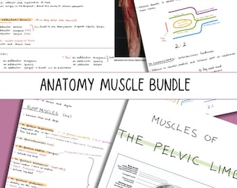 Vet Anatomy Muscles Bundle - Etsy