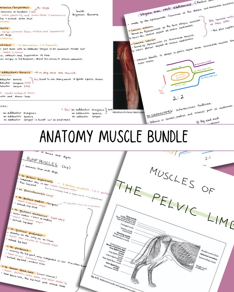 Vet Anatomy Muscles Bundle - Etsy