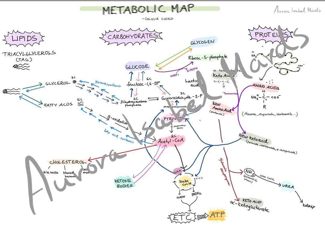 Biochemistry Metabolic Pathways Etsy
