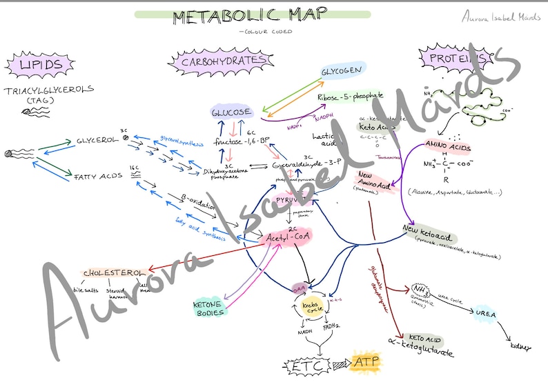 Biochemistry Metabolic Pathways - Etsy