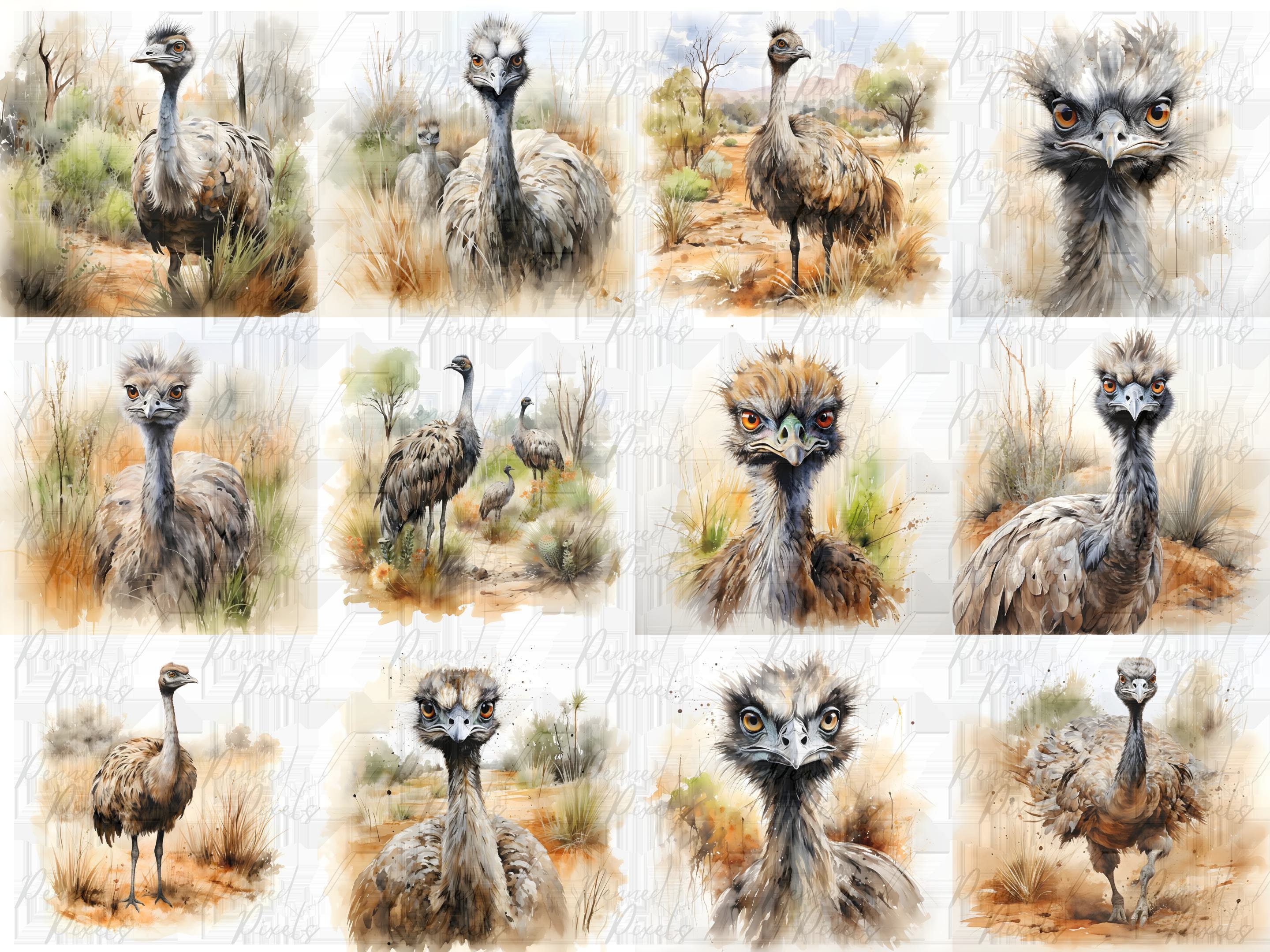Australian Emus - Wildlife Art Prints Animals of Australia - Instant ...