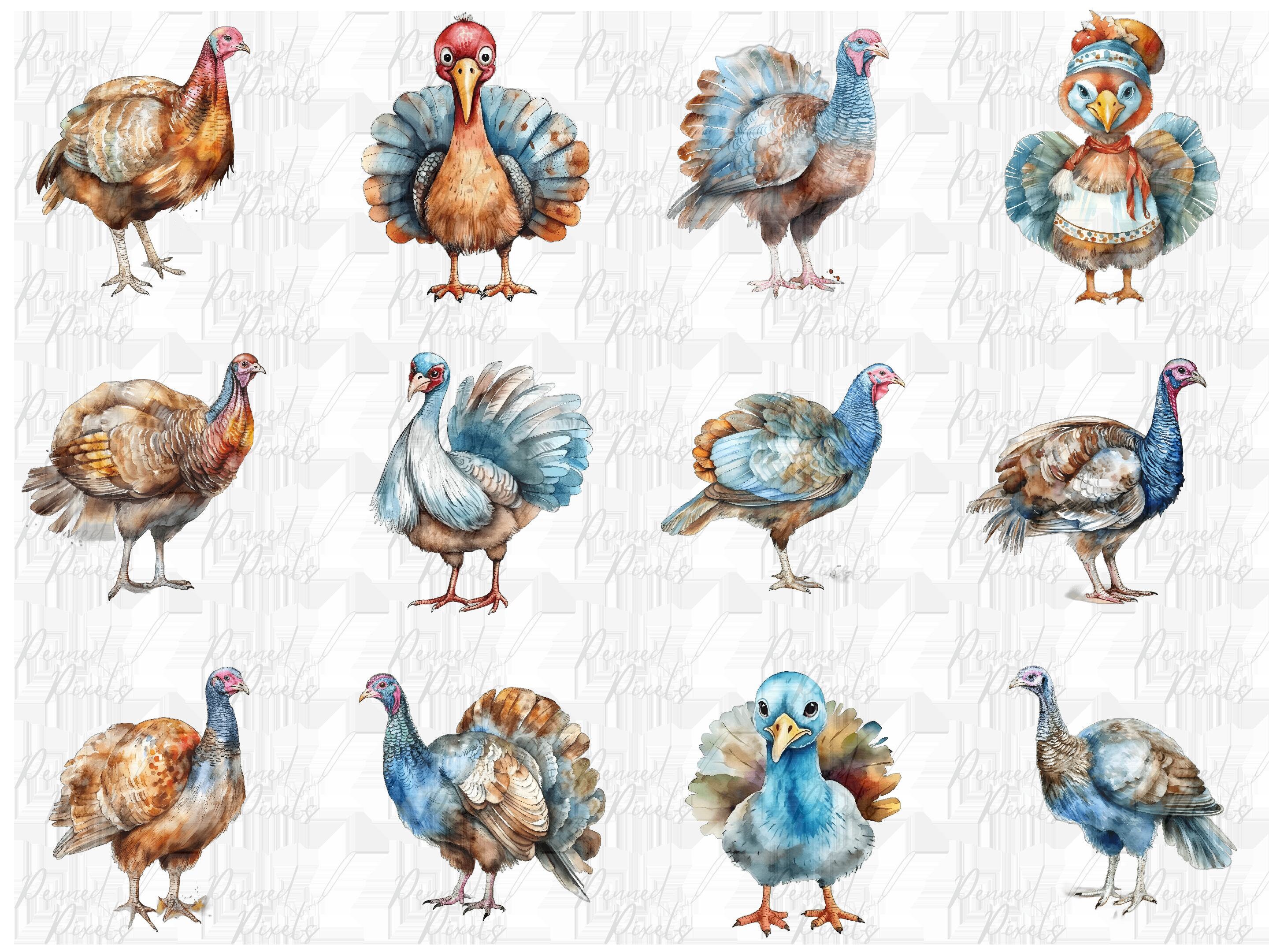 American Turkey Clipart, 50 Cute Turkey Bird Water Color Clipart for ...