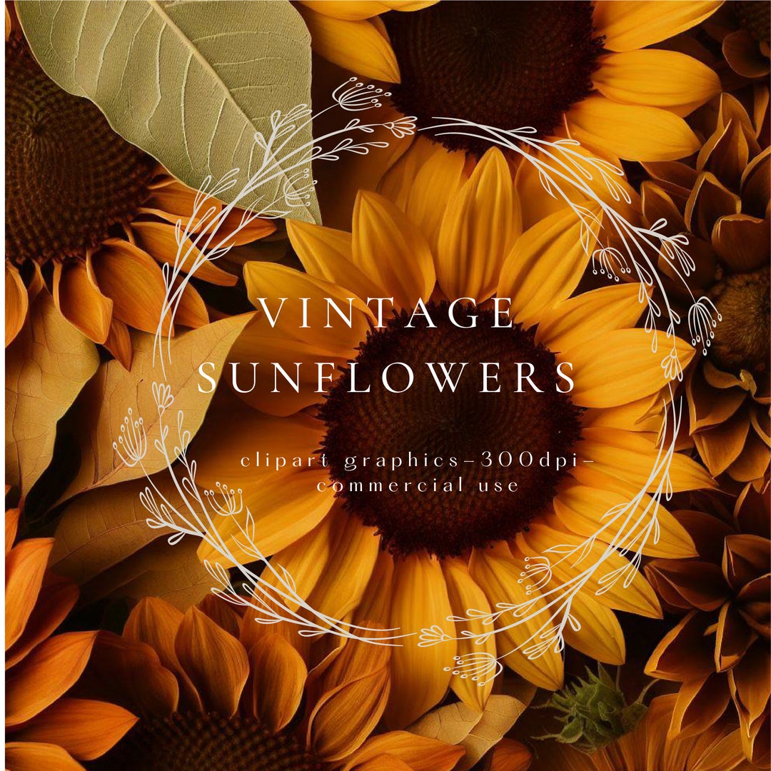 Vintage Sunflower Clipart Antique Yellow Sunflowers in PNG - Etsy