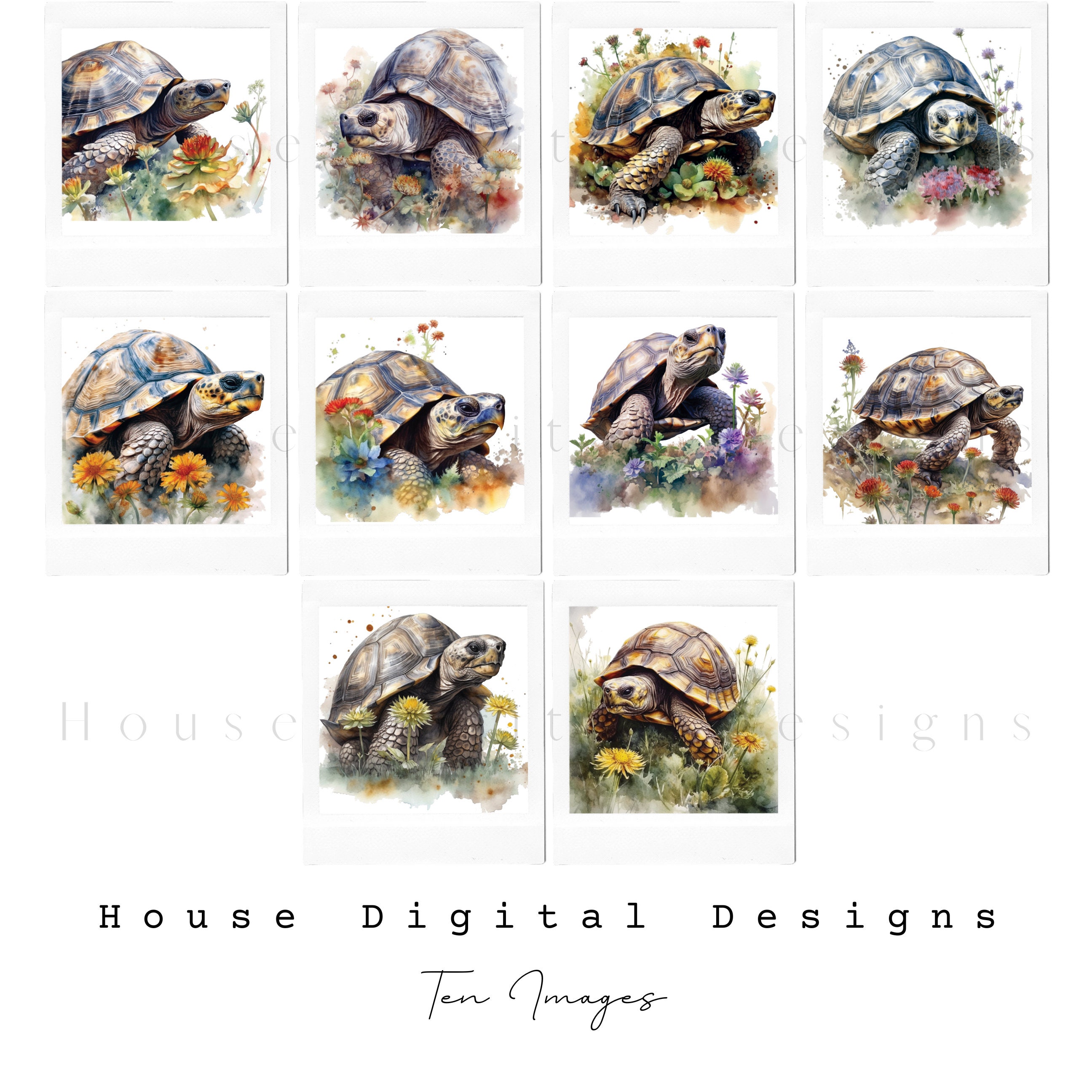 Tortoise Watercolor PNG, Tortoise Clipart, Instand Download PNG ...