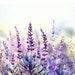 Lavender Flower Art, Wall Art Digital, Print-on-demand, Digital Art ...