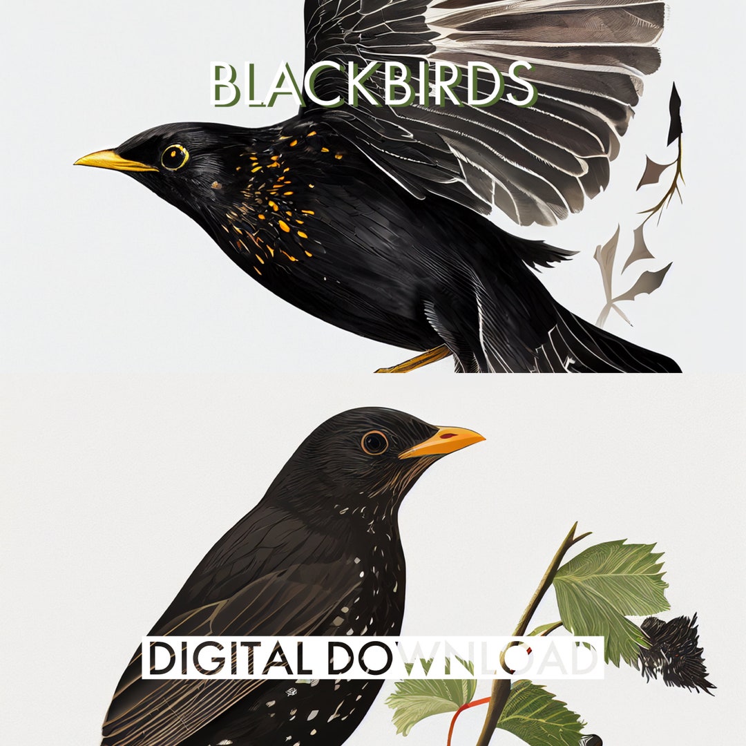 Set of 2 Blackbird Prints V1 Blackbird Print Art Home Decor Living Room ...