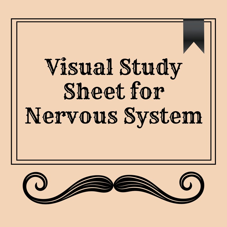 Visual Study Sheet for Nervous System - Etsy