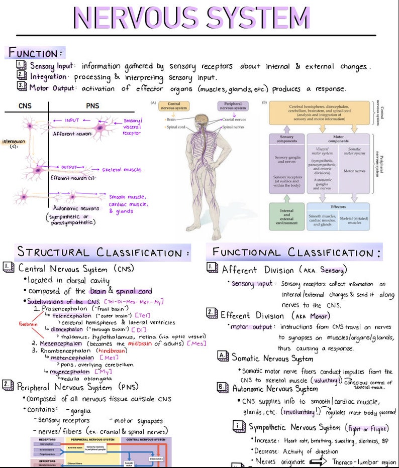 Visual Study Sheet for Nervous System - Etsy