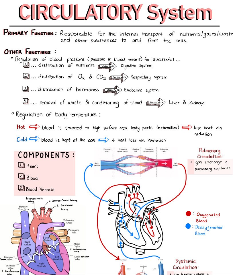 Mastering the Circulatory System: Anatomy and Physiology for ATI TEAS ...