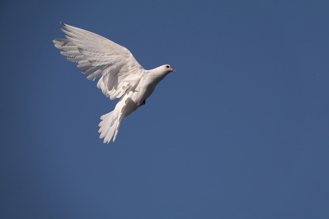 Photo Flying White Dove Modern Print Poster Downloadable Art Photo ...
