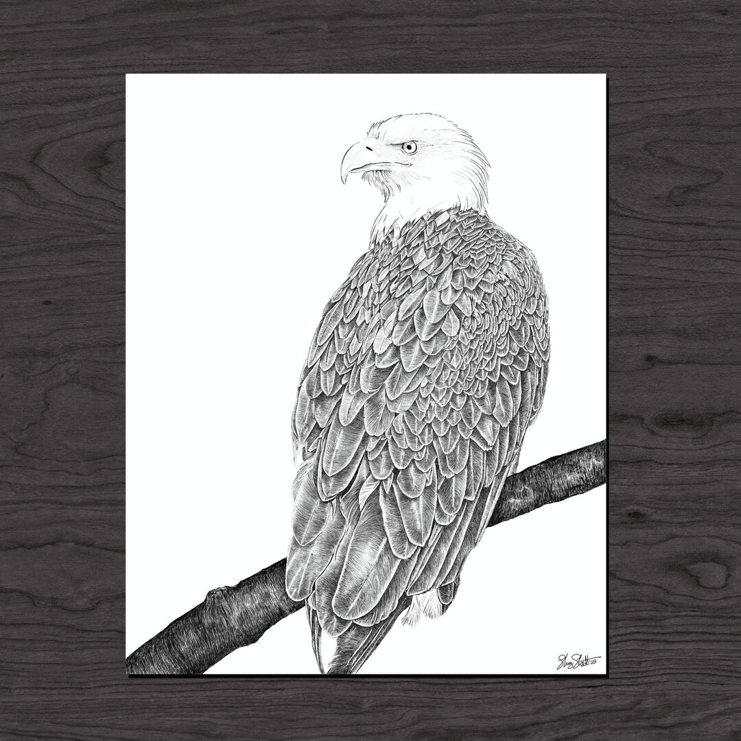 Bald Eagle Pencil Drawing | Giclee Print | Animal Art | 8" X 10" | Bird ...
