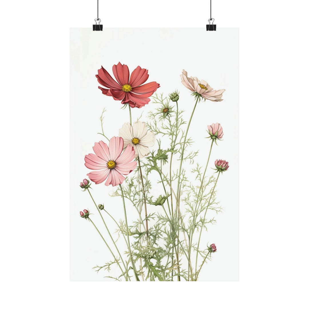 October Birth Flower Cosmos Vintage Floral Botanical - Etsy