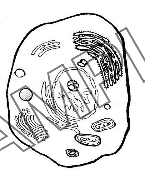 Human Cell SVG Scientific Diagram SVG 2D Animal Cell SVG Biology Svg - Etsy