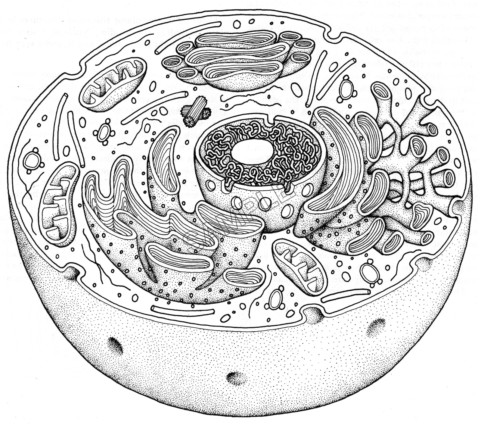 3D Cuttout Human Cell SVG Scientific Diagram SVG Microbiology SVG File Biology Svg File - Etsy