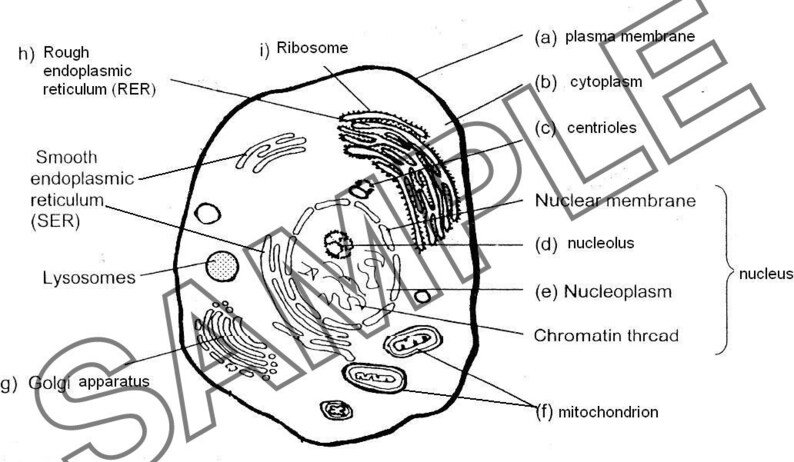 Human Cell SVG Scientific Diagram SVG 2D Animal Cell SVG Biology Svg - Etsy