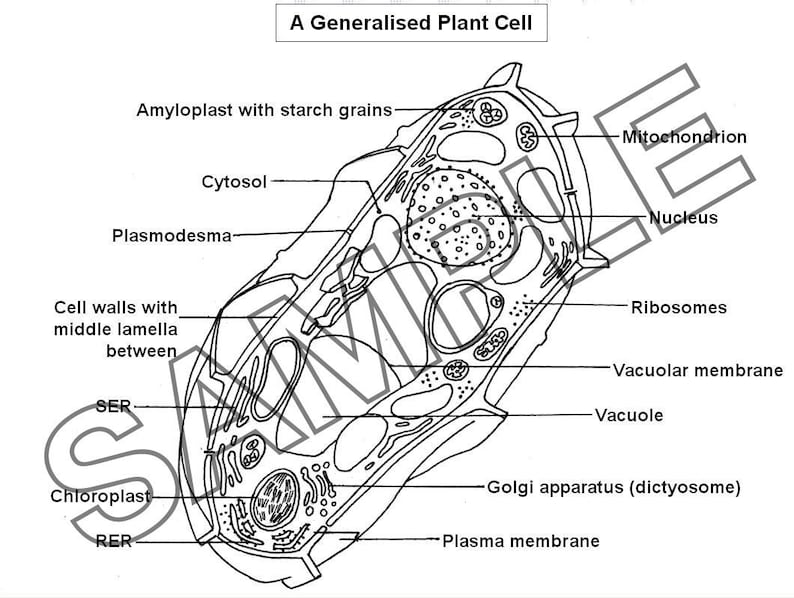 Plant Cell Scientific Diagram SVG Labeled Cutout Internal - Etsy