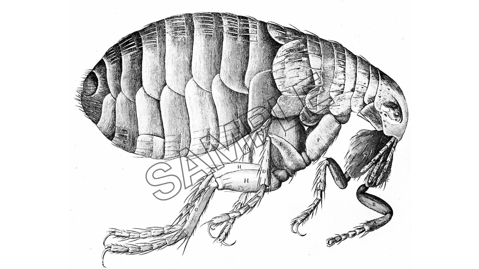 Floh-Skizze-Diagramm SVG - Etsy.de