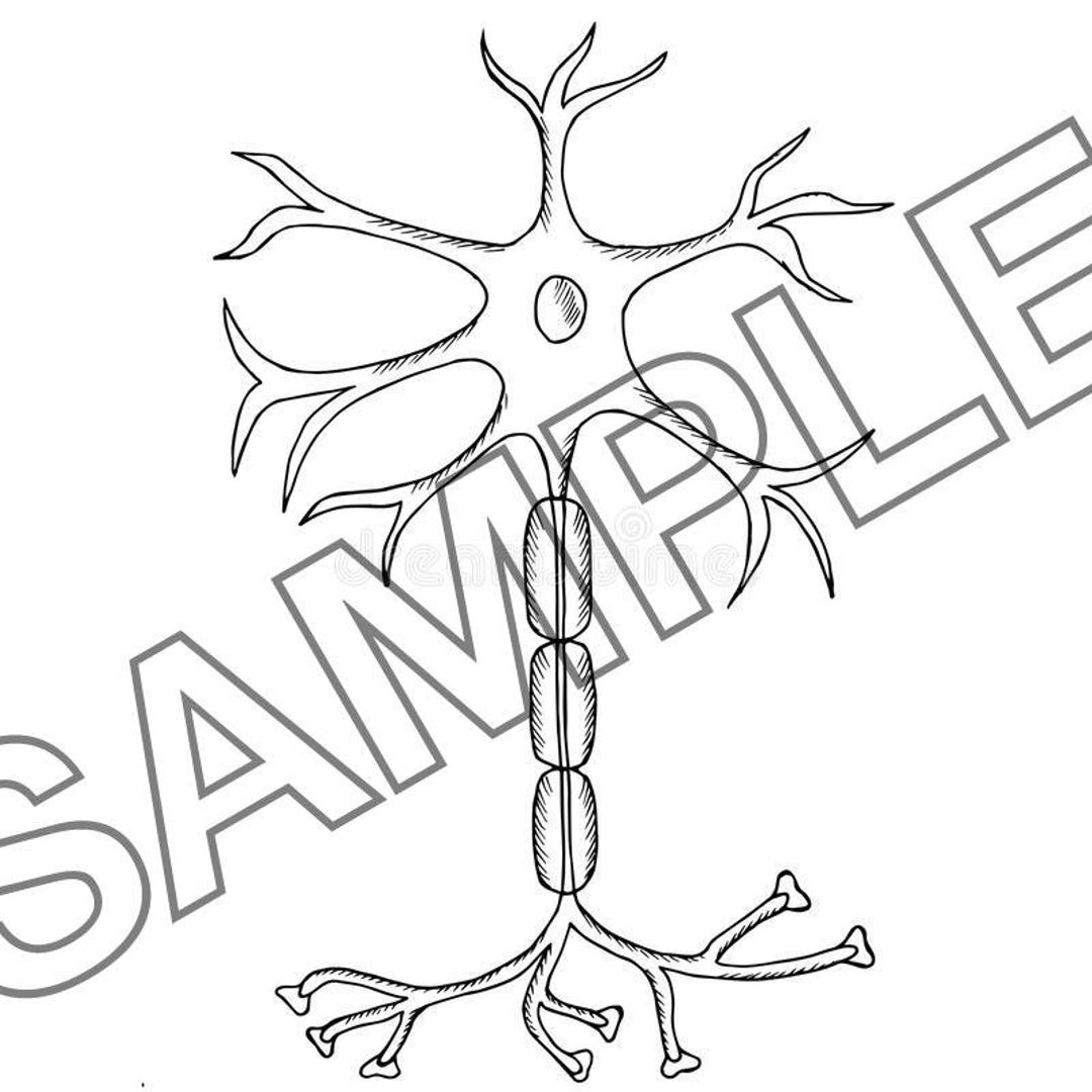 Nerve Cell Diagram SVG Outline - Etsy