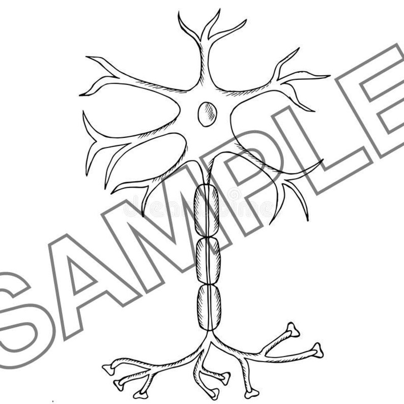 Nerve Cell Diagram SVG Outline - Etsy