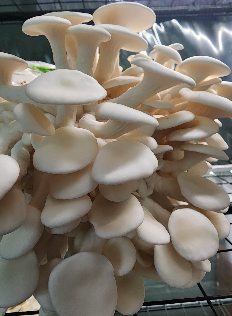 Deluxe Liquid Culture Kit. Everything You Need to Start a Liquid ...