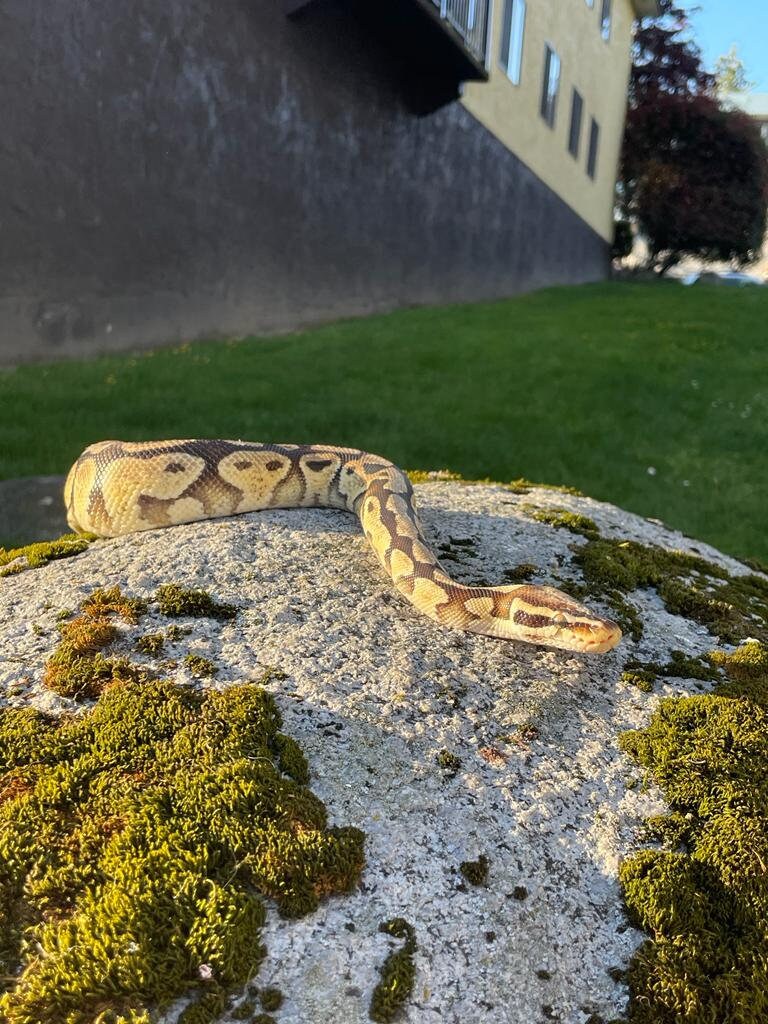 Ethically Sourced Ball Python Shed Skin - Etsy