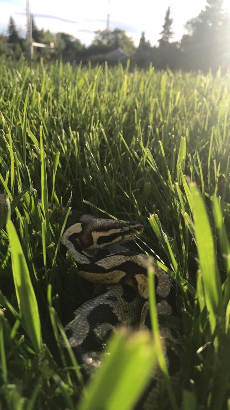 Ethically Sourced Ball Python Shed Skin - Etsy