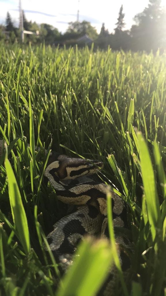 Ethically Sourced Ball Python Shed Skin - Etsy