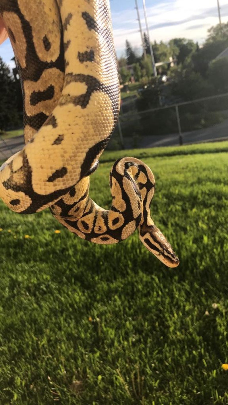 Ethically Sourced Ball Python Shed Skin - Etsy