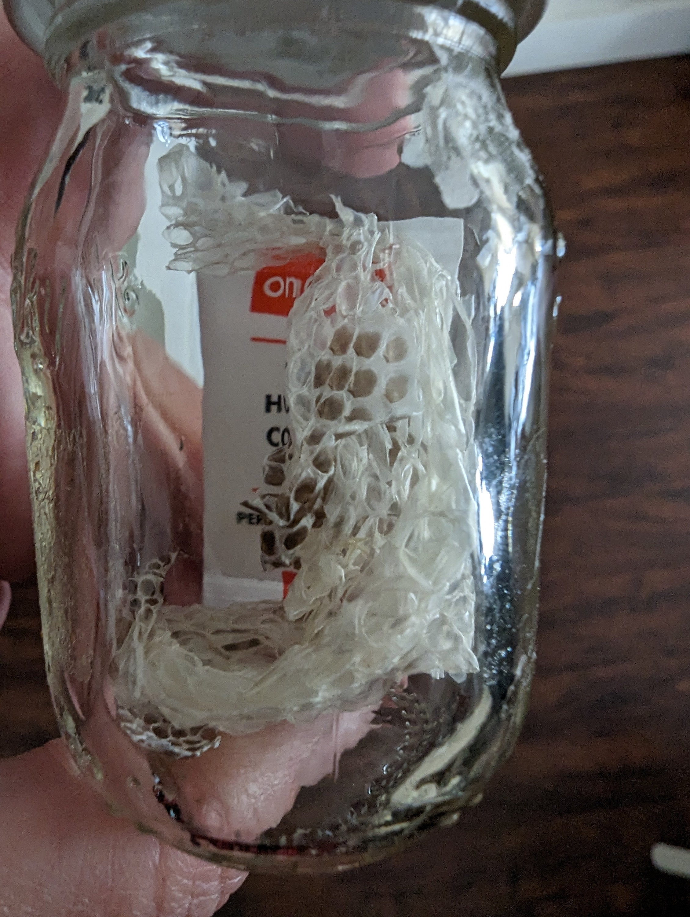 Ethically Sourced Ball Python Shed Skin - Etsy