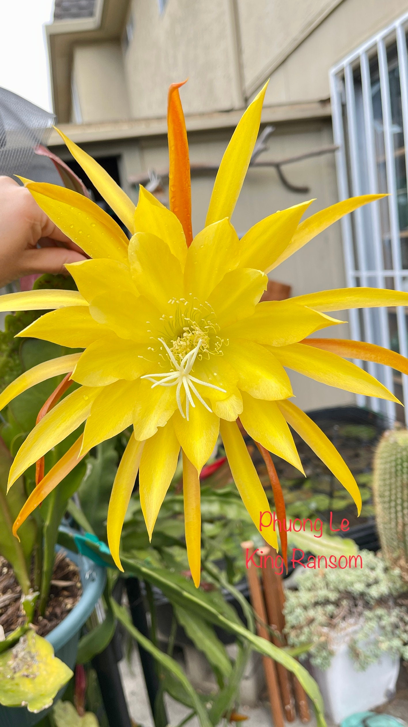 Epiphyllum King Ransom - Etsy