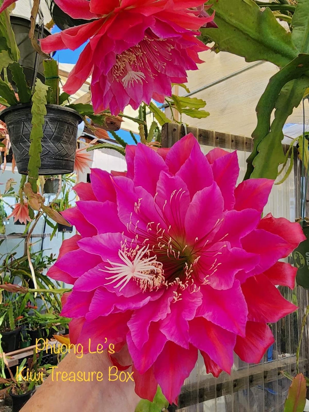 Rooted Epiphyllum Orchid Cactus " Kiwi Treasure Box" Cutting Stem Rooted - Etsy