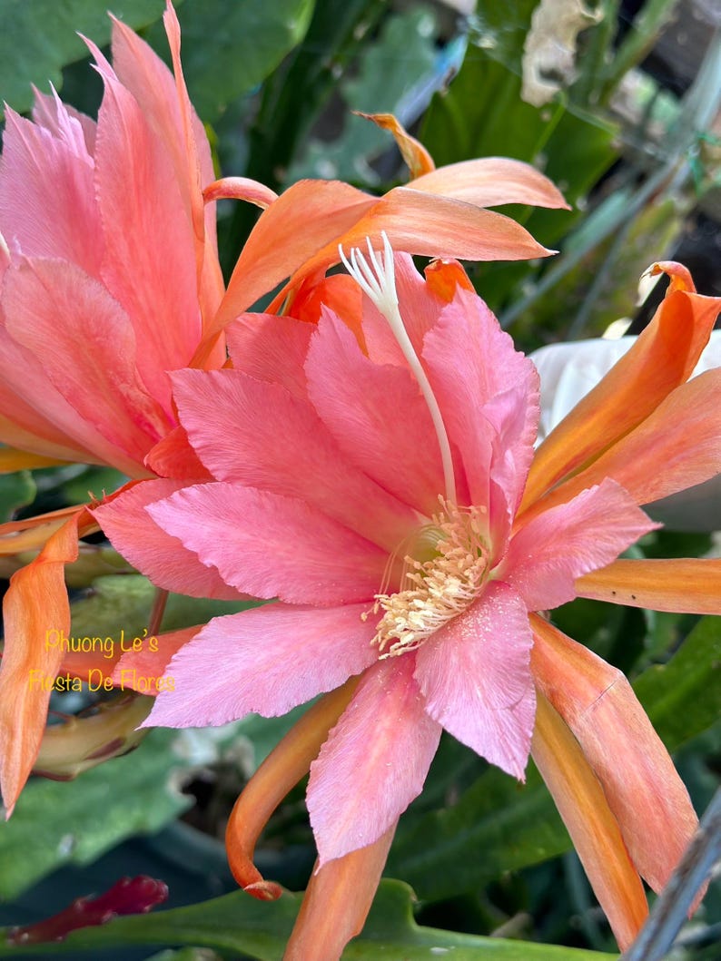Epiphyllum Orchid Cactus " Fiesta De Flores" 8 Inches Cutting Stem _ No ...