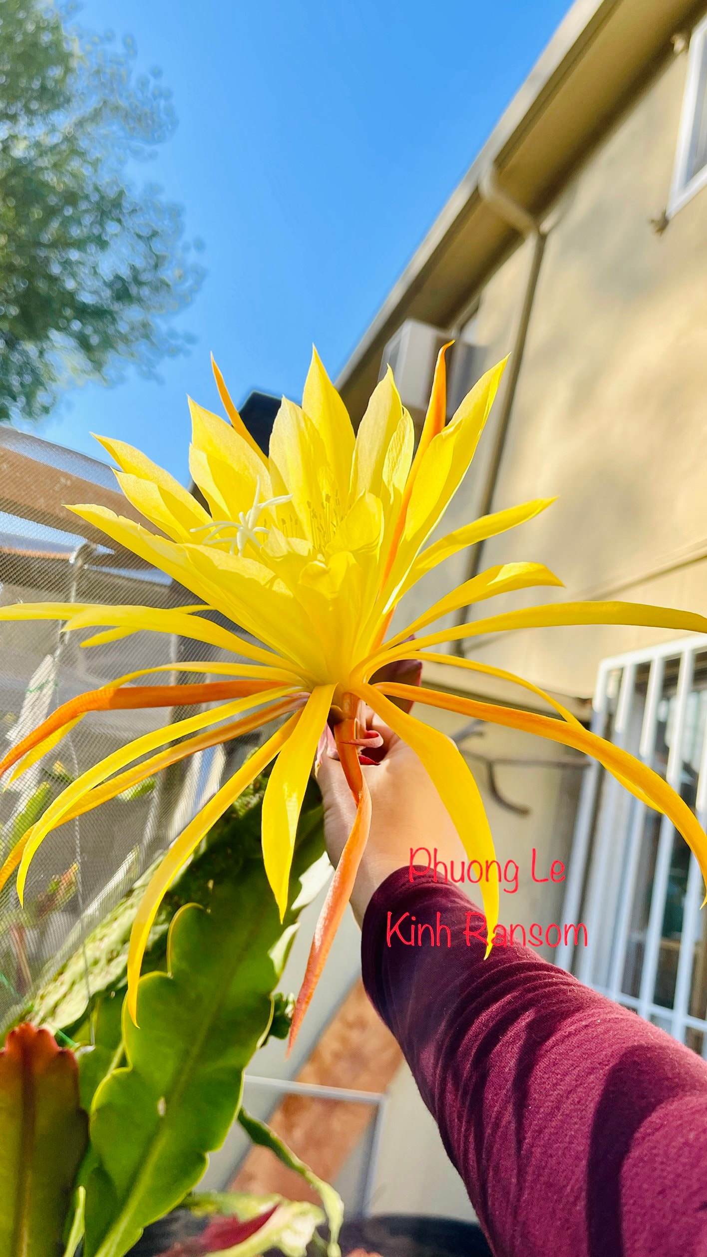 Epiphyllum King Ransom - Etsy