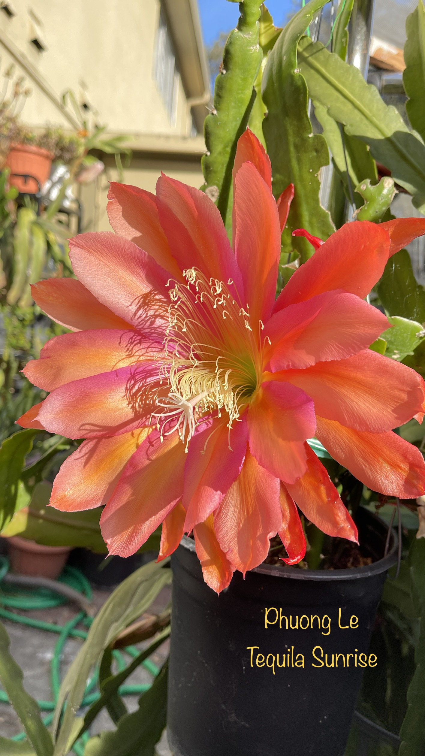 Tequila Sunrise Plant