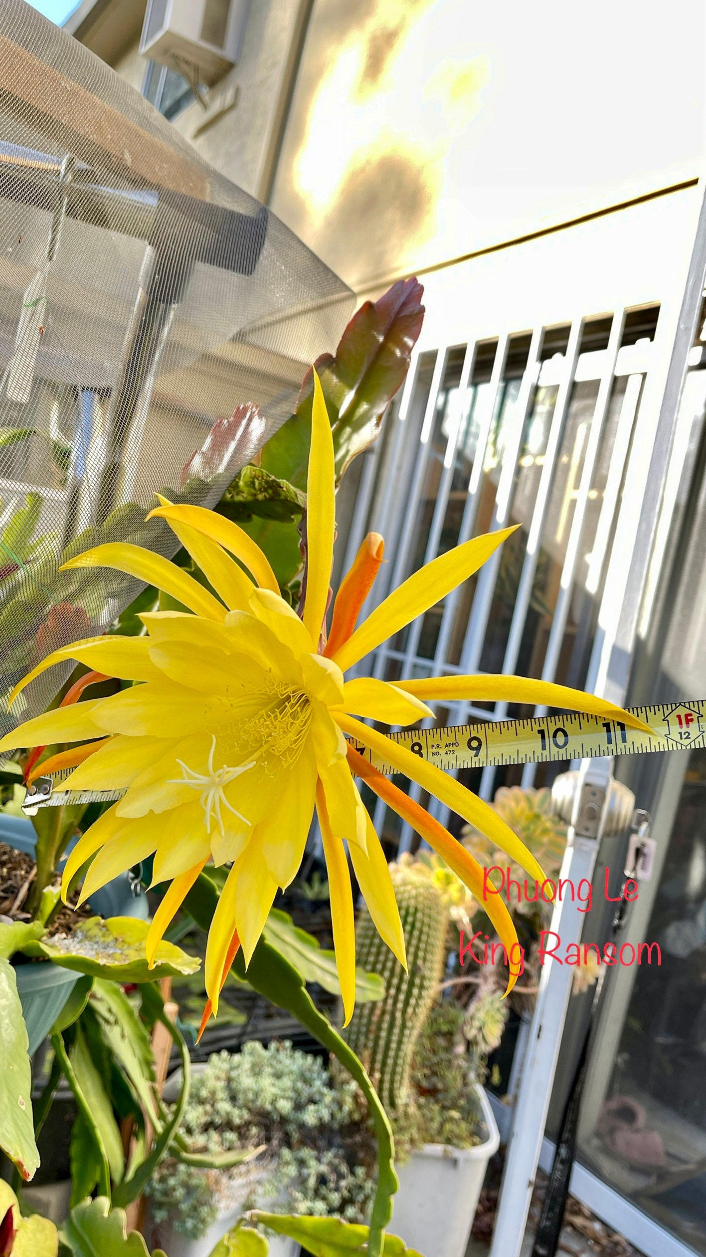 Epiphyllum King Ransom - Etsy