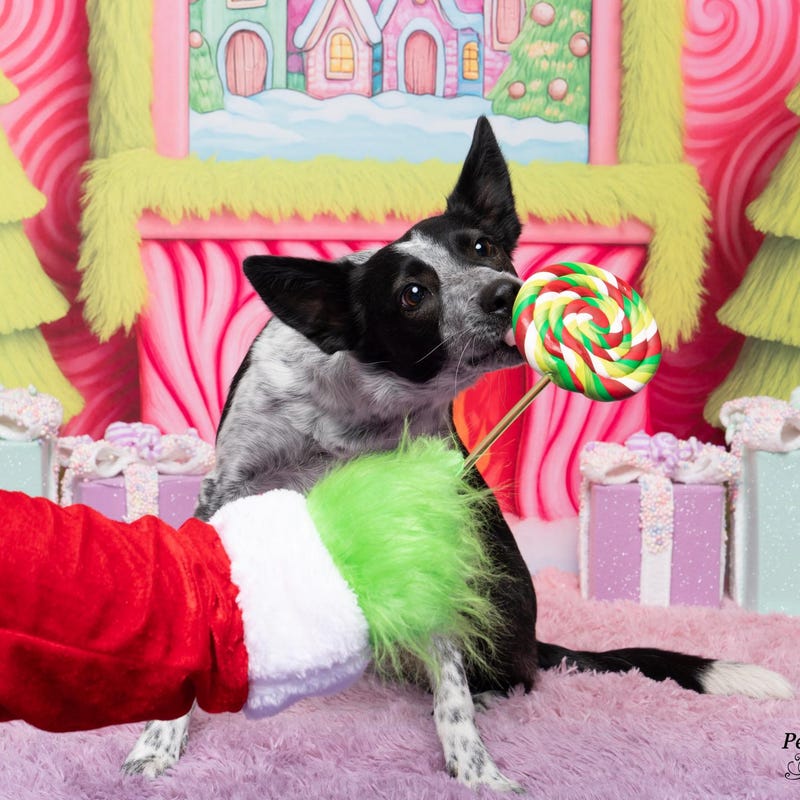 Dog Holiday Photo Props - Etsy
