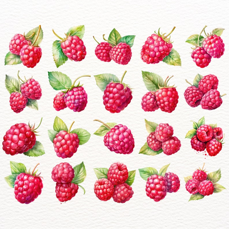 Watercolor Raspberry Clipart Bundle 20 Juicy Berry Illustrations ...