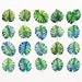 Watercolor Monstera Leaf Clipart Bundle 20 Tropical Jungle Leaves ...