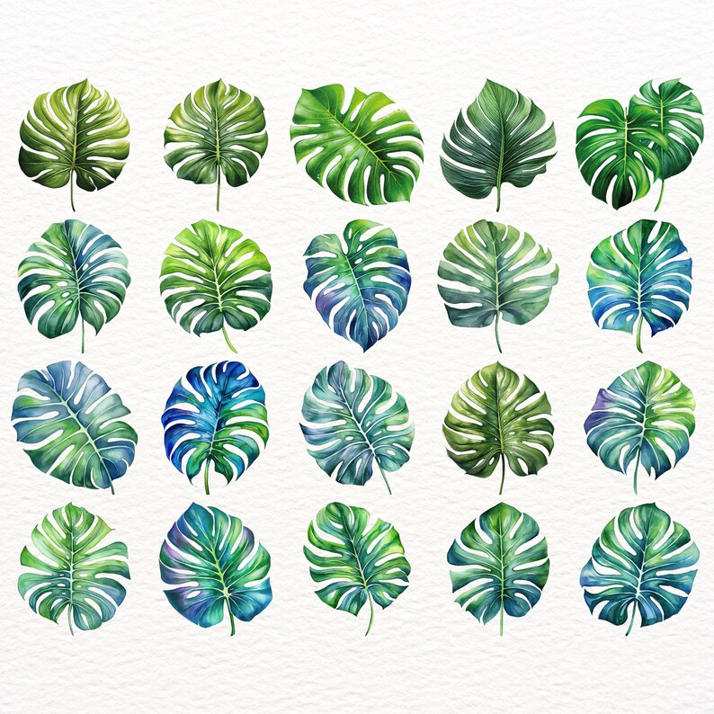 Watercolor Monstera Leaf Clipart Bundle 20 Tropical Jungle Leaves ...