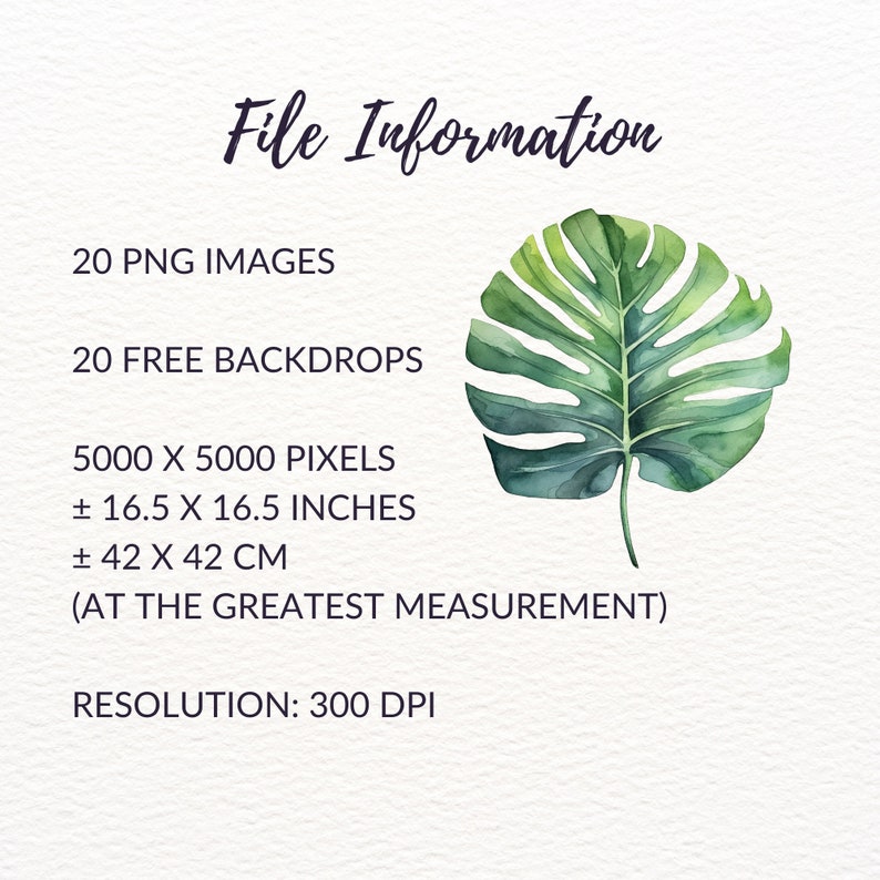Watercolor Monstera Leaf Clipart Bundle - 20 Tropical Jungle Leaves ...