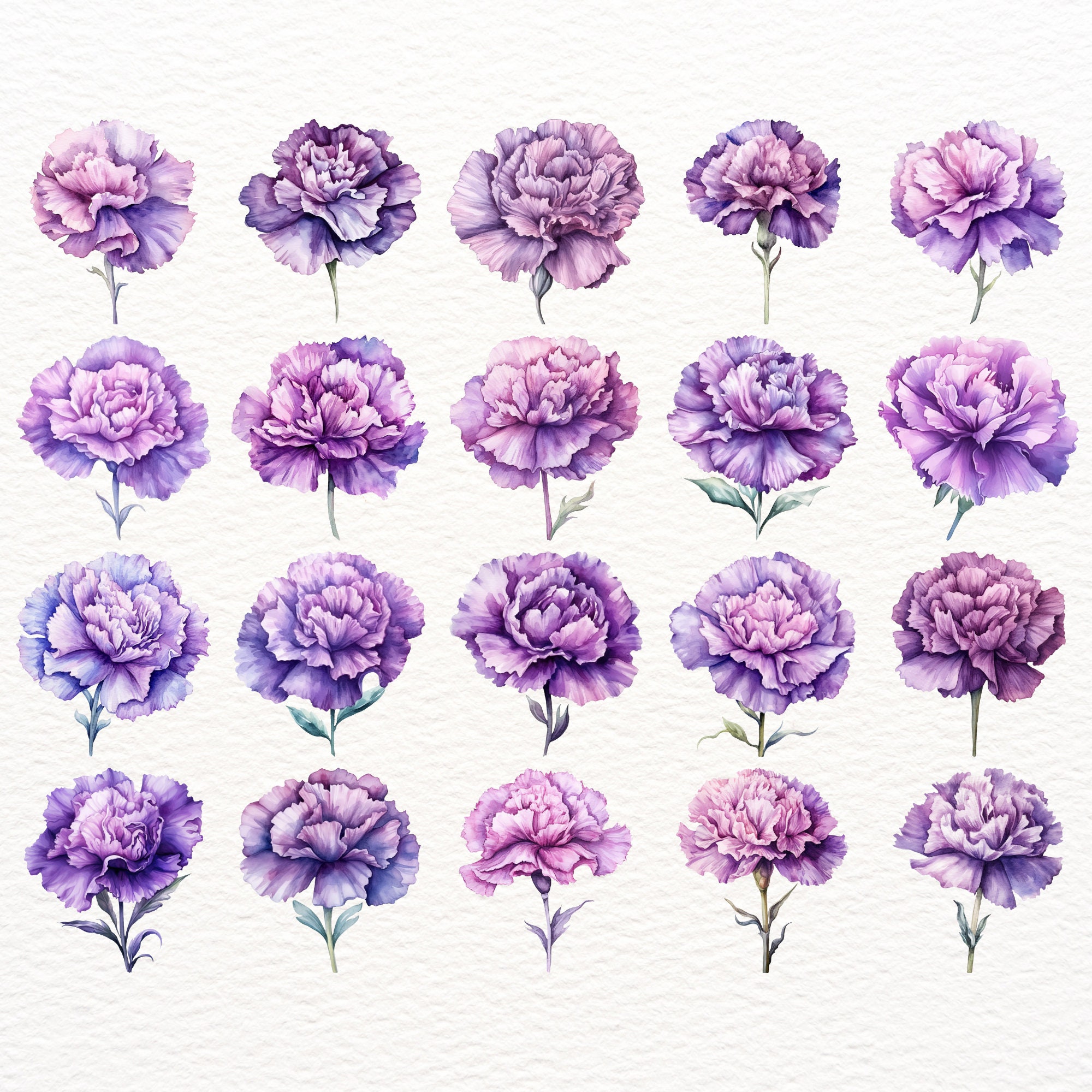 Watercolor Purple Carnation Clipart Bundle 20 Floral Wedding Flower ...