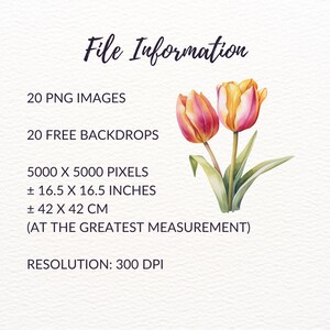 Watercolor Tulip Clipart Bundle - 20 Floral Spring PNG Graphics ...