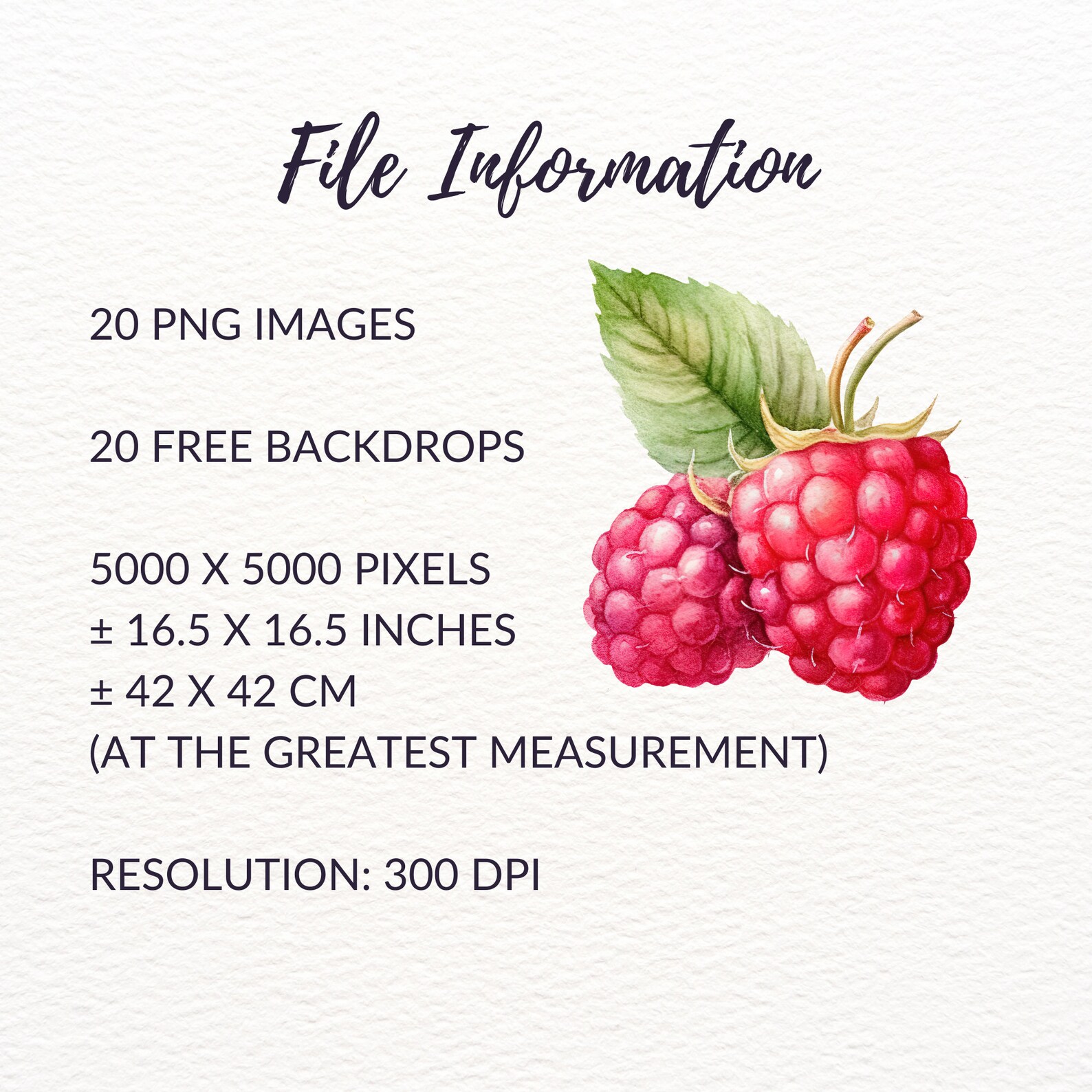 Watercolor Raspberry Clipart Bundle 20 Juicy Berry Illustrations ...