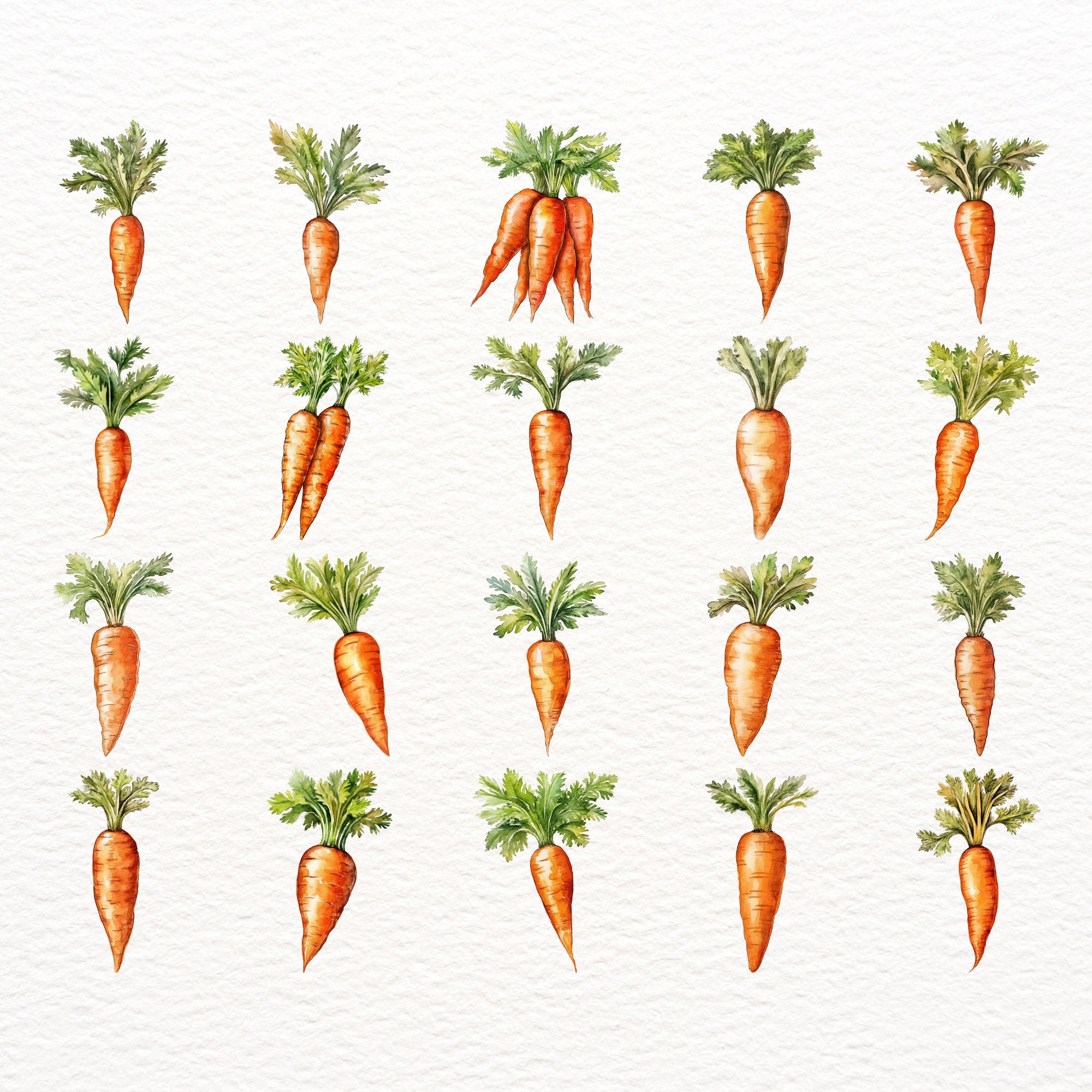 Watercolor Carrot Clipart Bundle - 20 Vegetable Garden Easter Graphics ...