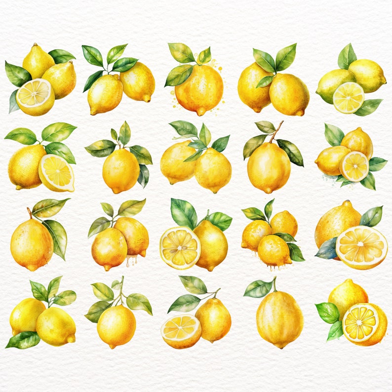 Watercolor Lemon Clipart Bundle 20 Citrus Fruit PNG Graphics, Instant ...