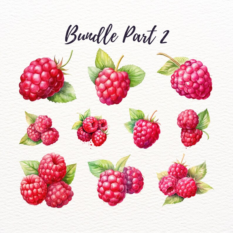 Watercolor Raspberry Clipart Bundle 20 Juicy Berry Illustrations ...