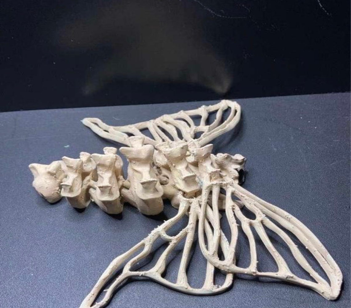 Bone Moth - Etsy