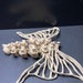 Bone Moth - Etsy