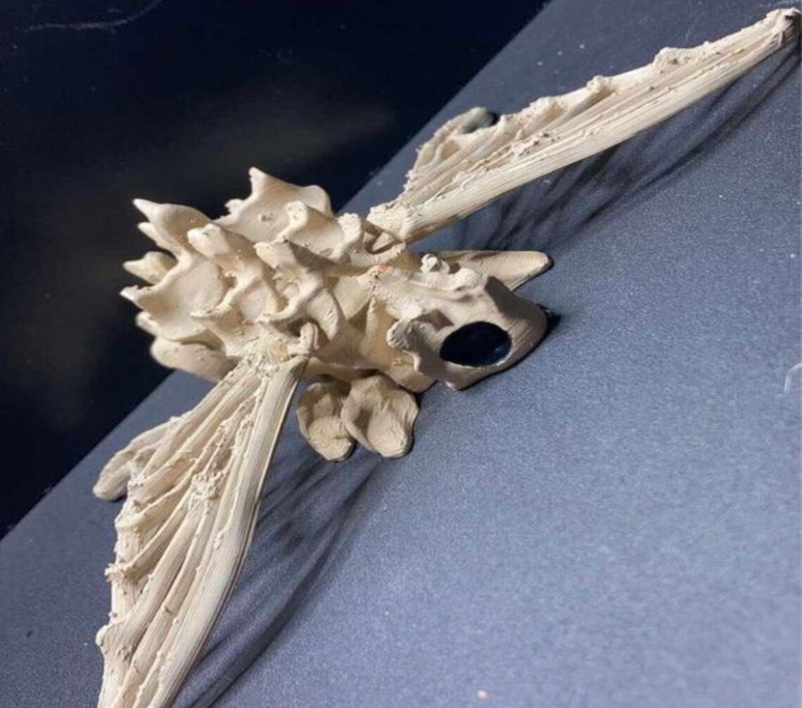 Bone Moth - Etsy