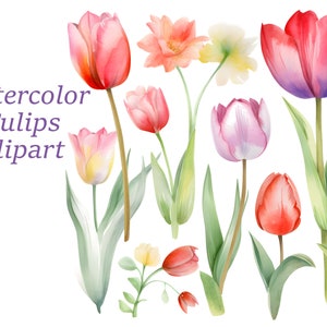 Tulips Watercolor Clipart, Tulips Bundle Clipart, Botanical Clipart ...
